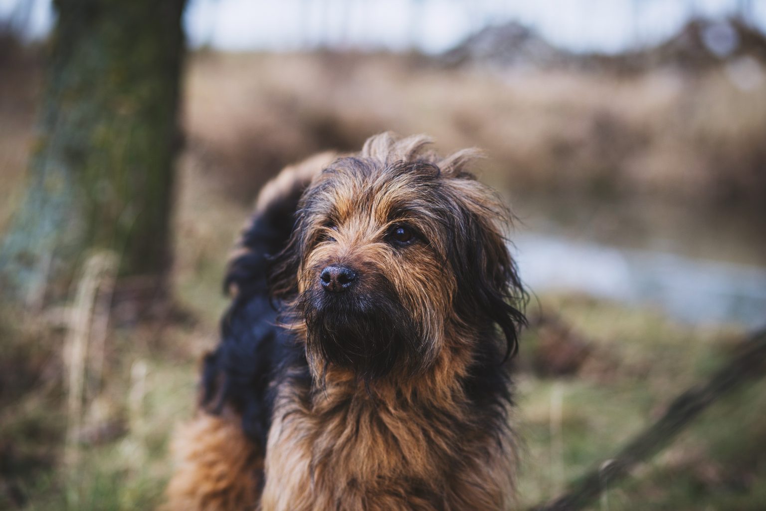 British Dog Breeds - UK Pet Guide